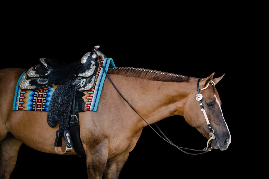Casey Willis Show Horses - Kirstie Marie Photography