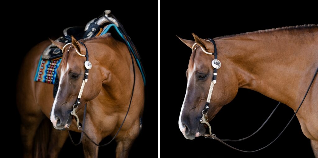 Casey Willis Show Horses - Kirstie Marie Photography