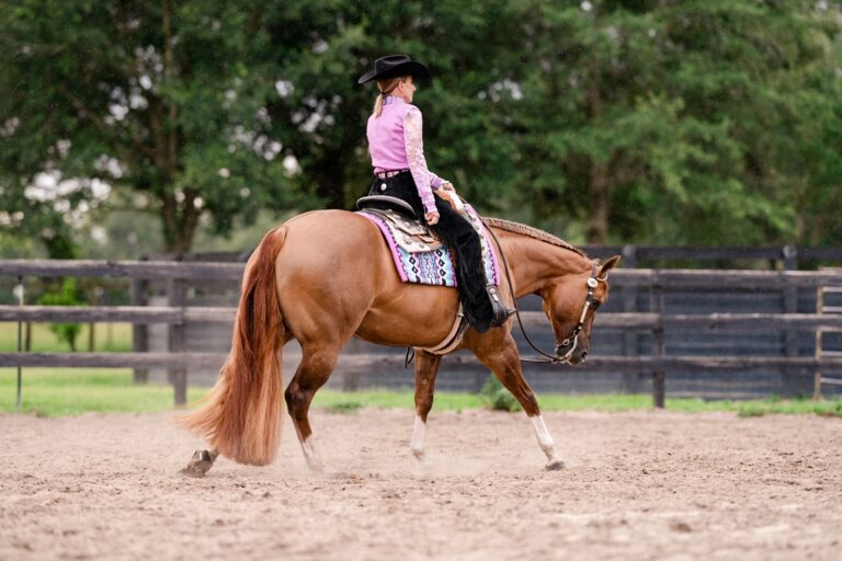 Casey Willis Show Horses - Kirstie Marie Photography