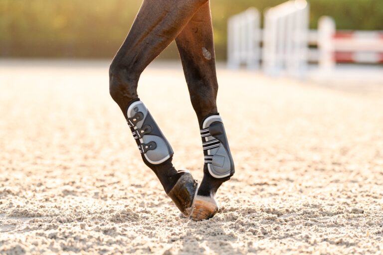 EquiFit - Kirstie Marie Photography