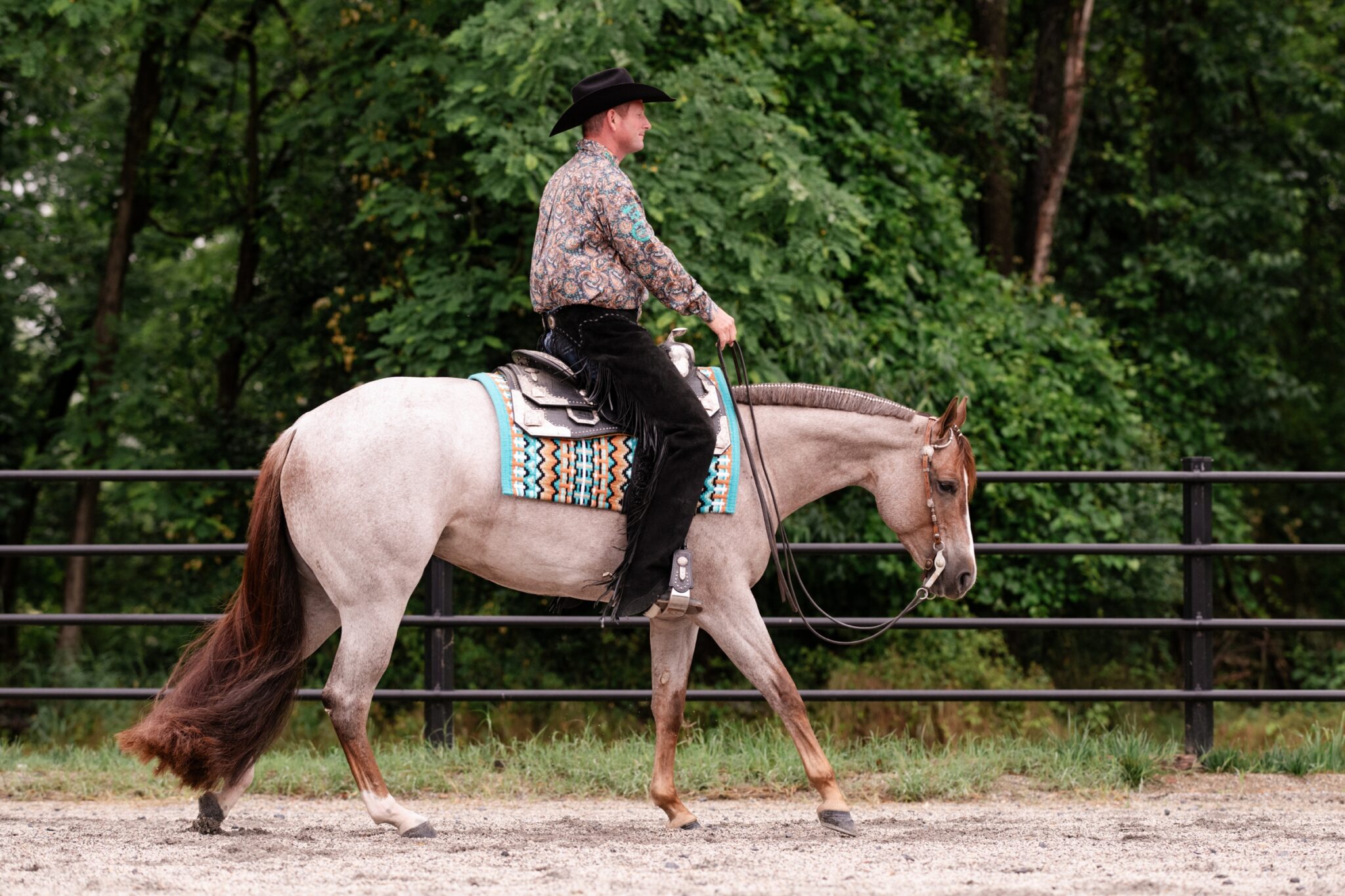 Casey Willis Show Horses - Kirstie Marie Photography